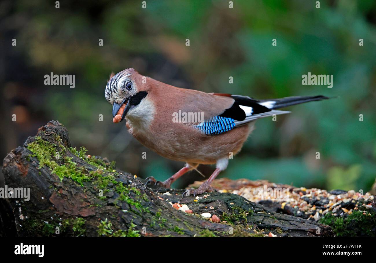 Jay bird uk male hi-res stock photography and images - Alamy