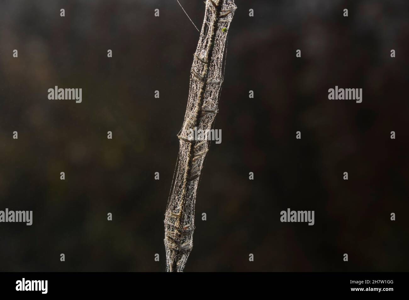 Long cobweb hi-res stock photography and images - Alamy