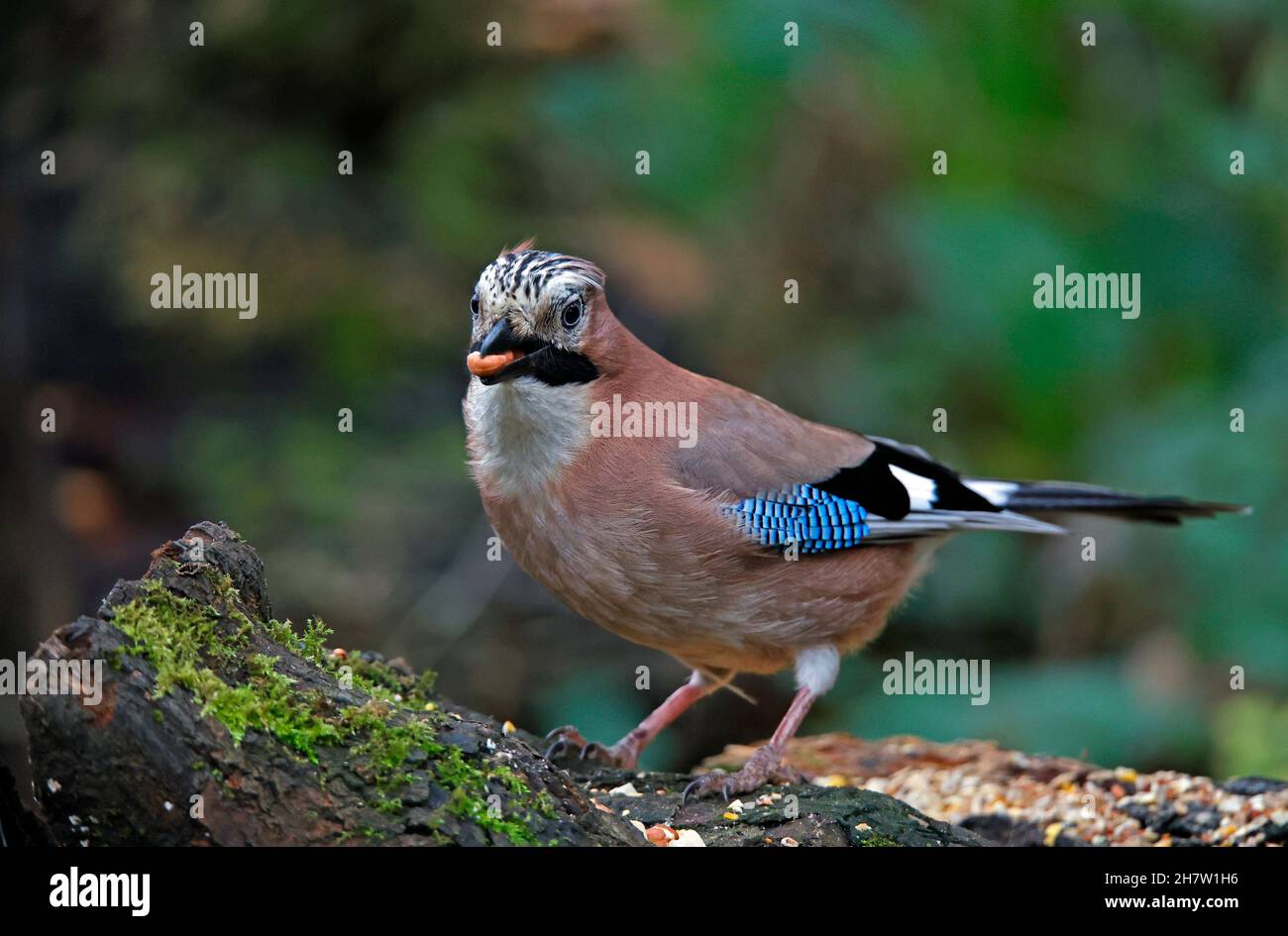 Eurasian jay collecting nuts to cache for winter Stock Photo - Alamy