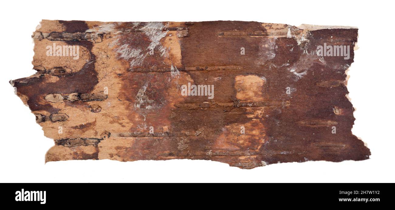 Back side of birch bark isolated on white background Stock Photo - Alamy