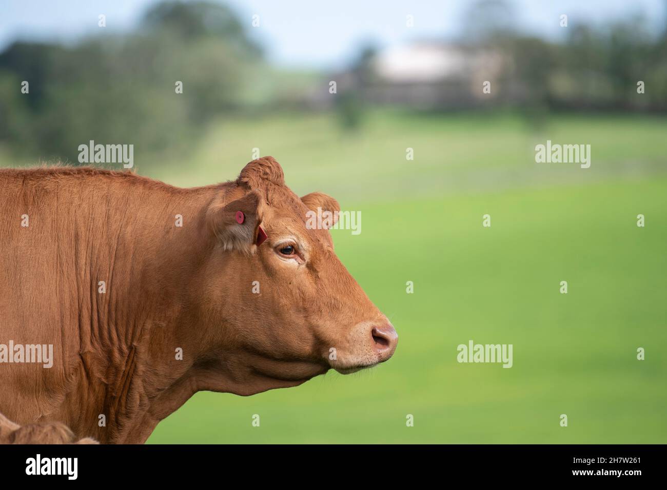 Close up head limousin beef hi-res stock photography and images - Alamy