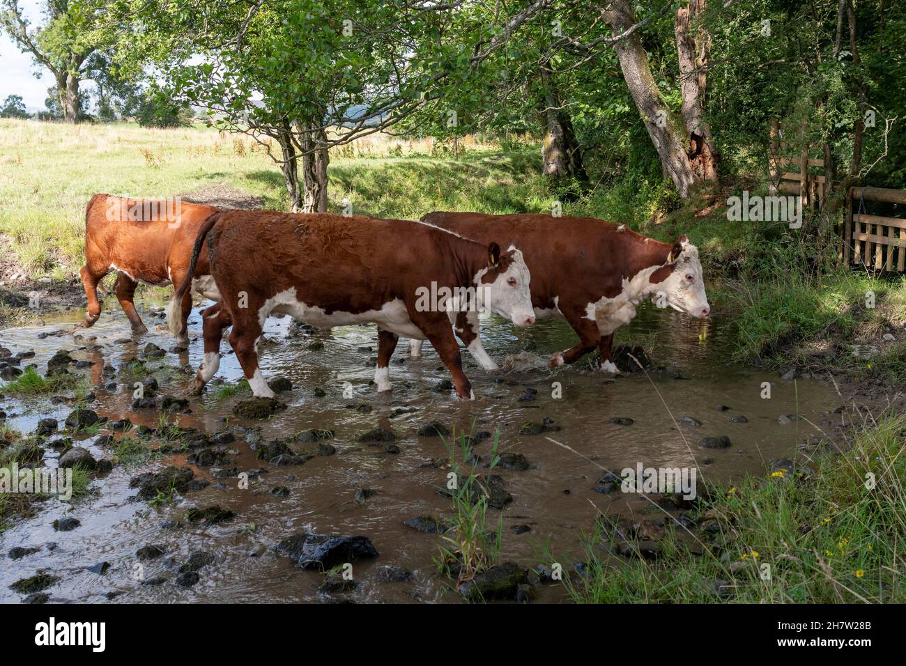 Cattle crossing river hi-res stock photography and images - Alamy