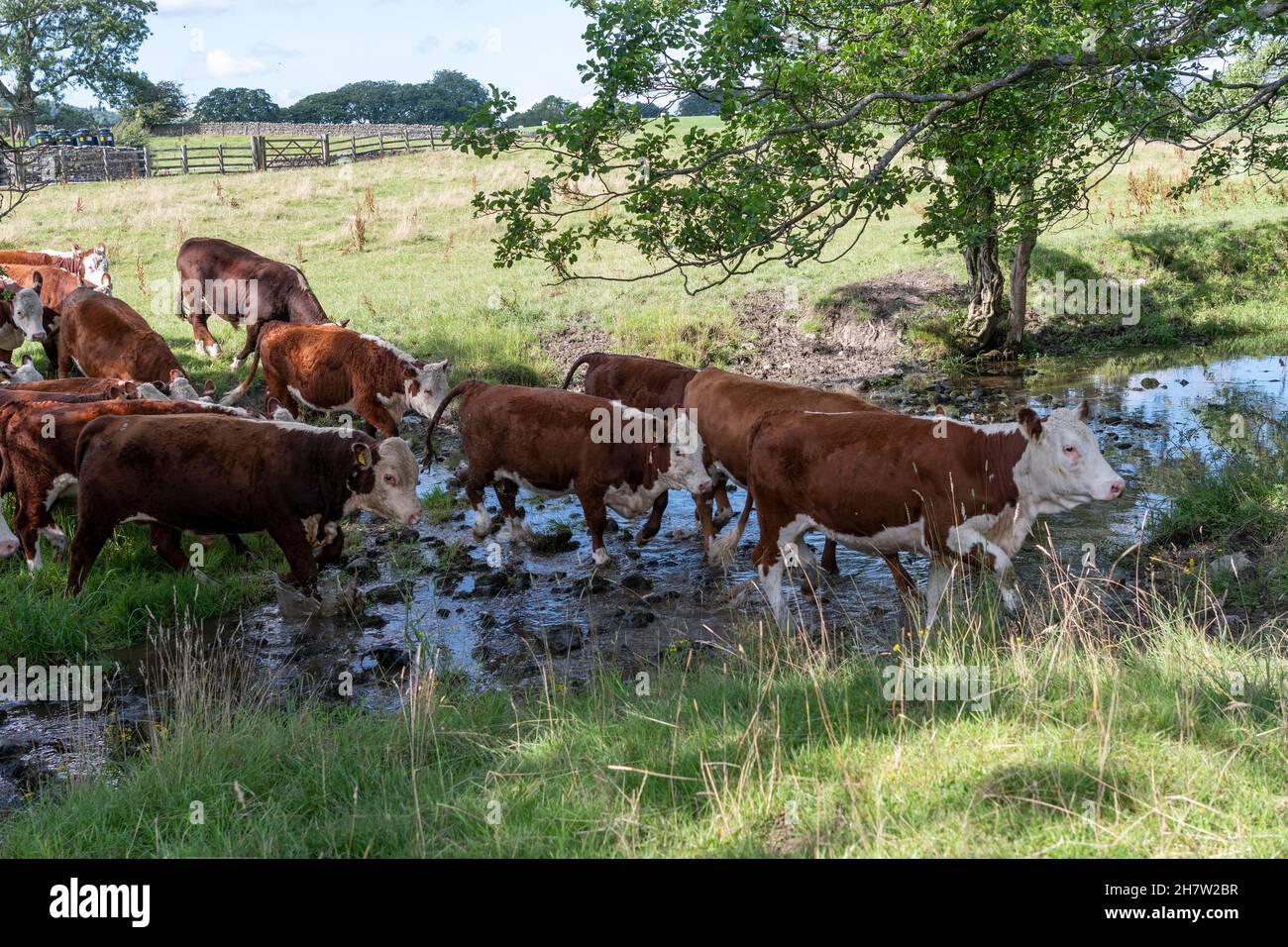 Cattle crossing a river hi-res stock photography and images - Alamy