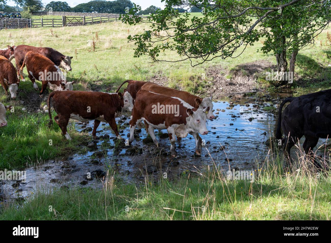 Cattle crossing a river hi-res stock photography and images - Alamy