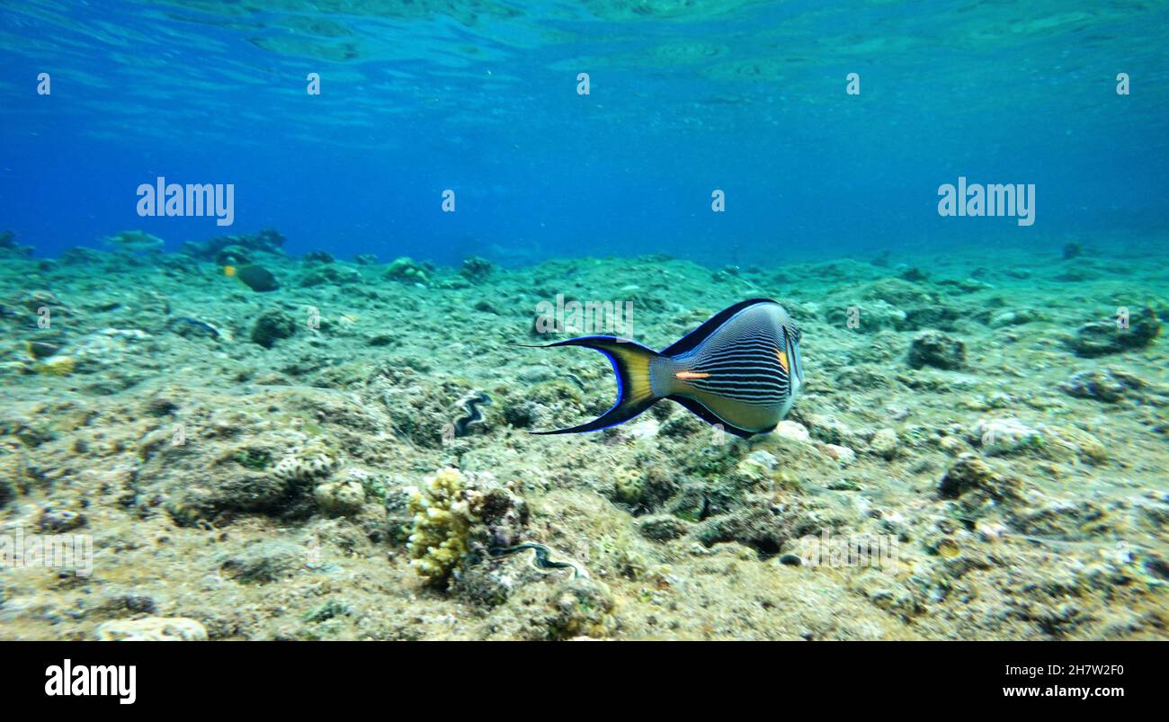 Sun ray beam fish underwater hi-res stock photography and images - Alamy