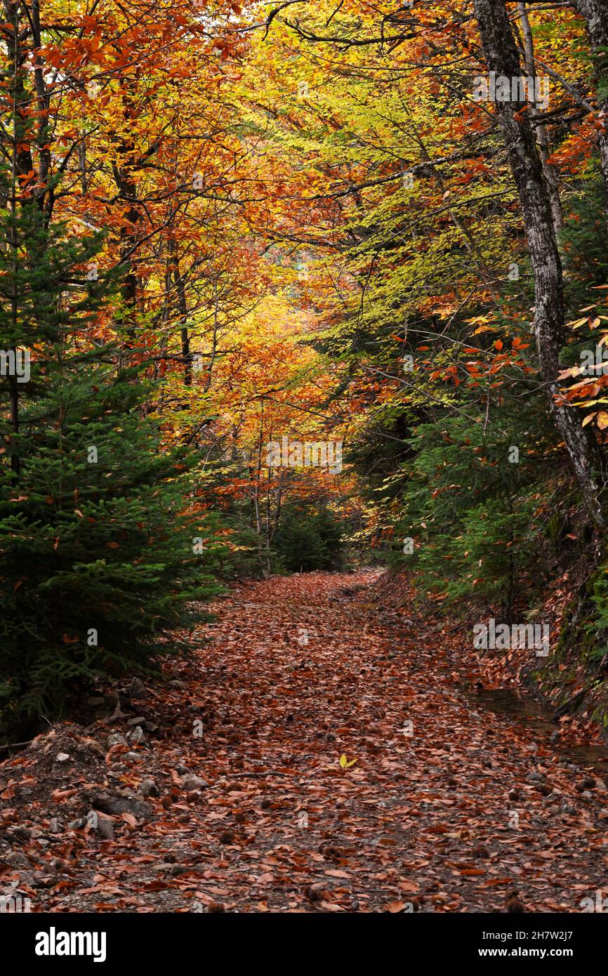 Path in between colorful autumn trees in the forest Stock Photo - Alamy