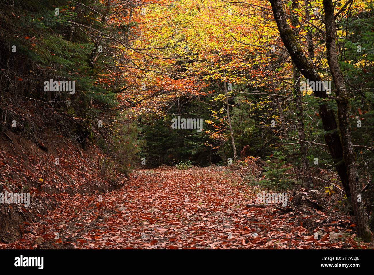 Path in between colorful autumn trees in the forest Stock Photo - Alamy