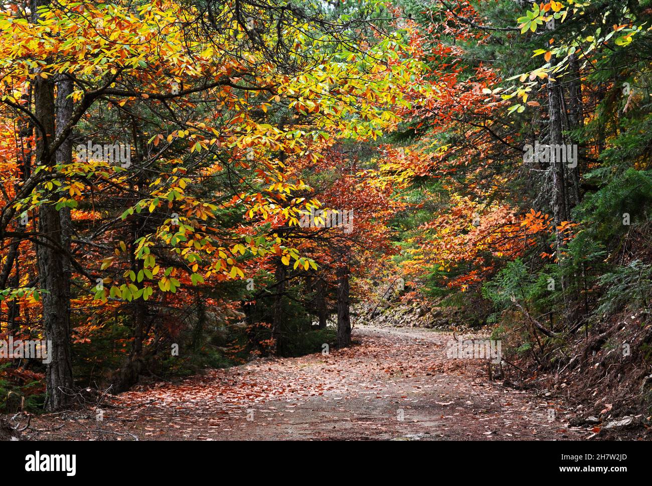 Path in between colorful autumn trees in the forest Stock Photo - Alamy