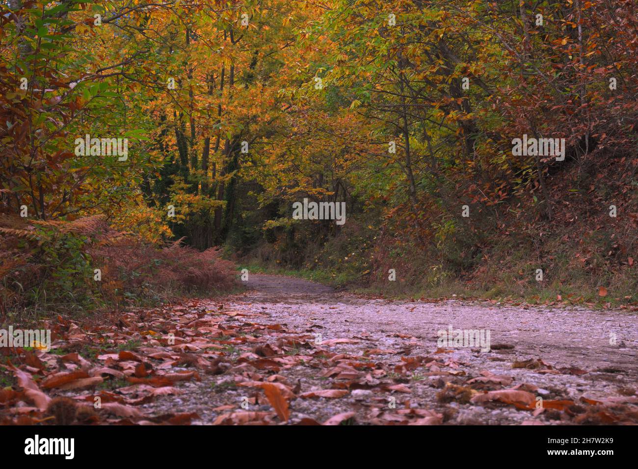 Path in between colorful autumn trees in the forest Stock Photo - Alamy