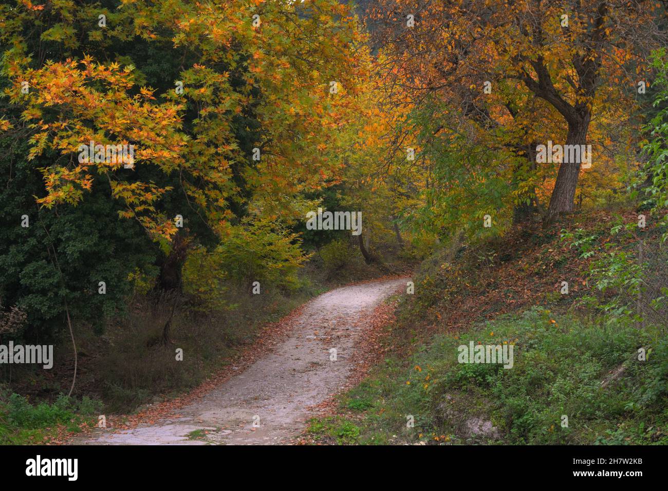 Path in between colorful autumn trees in the forest Stock Photo - Alamy