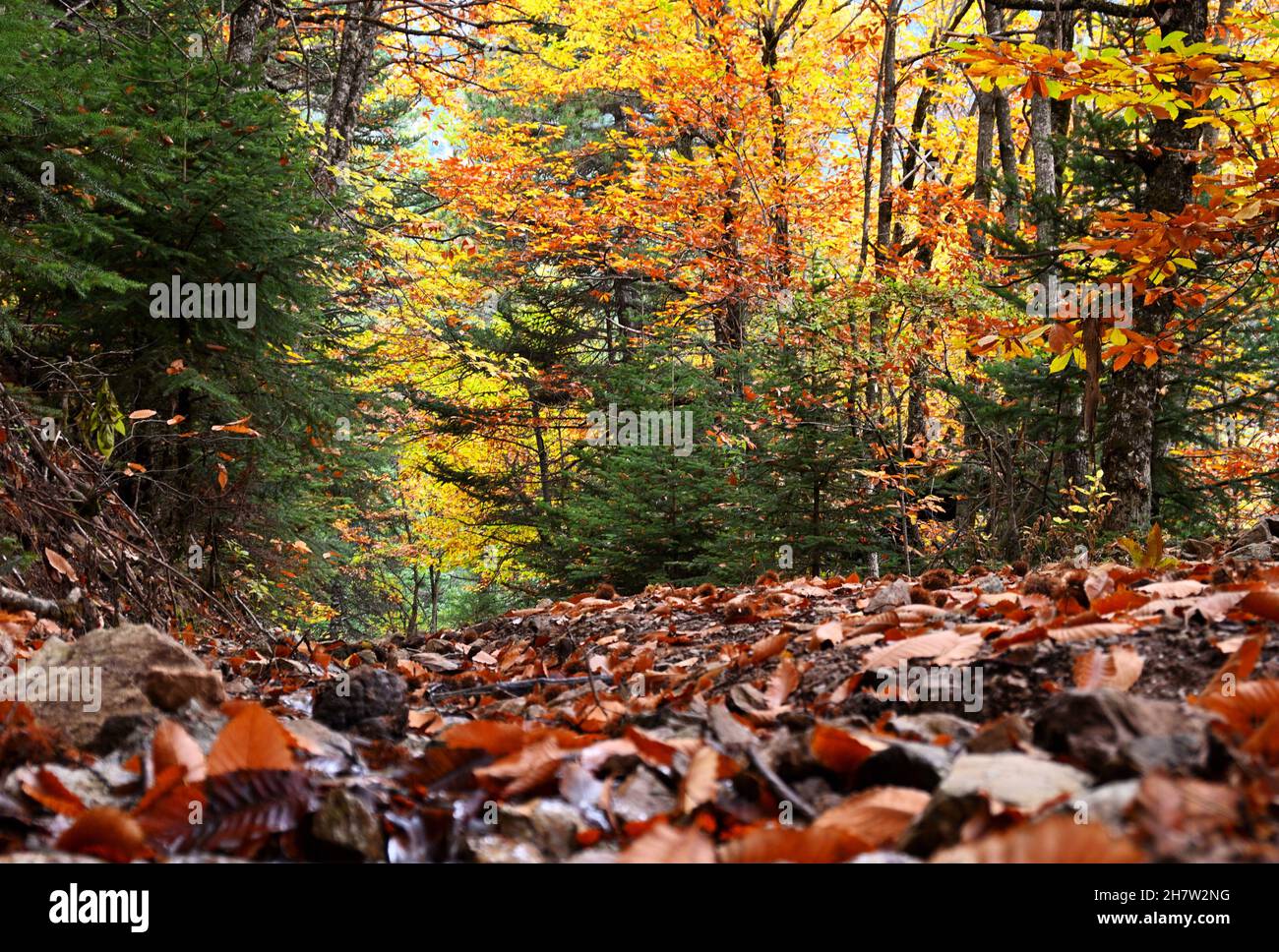 Path in between colorful autumn trees in the forest Stock Photo - Alamy