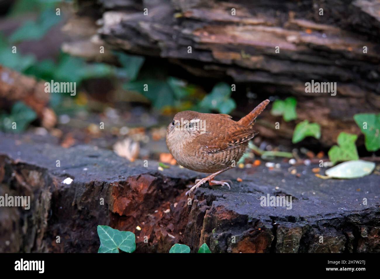 Wren searching for food in the woods Stock Photo - Alamy