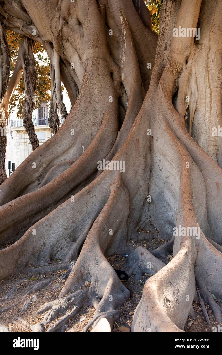 Big Tree in city park Stock Photo - Alamy