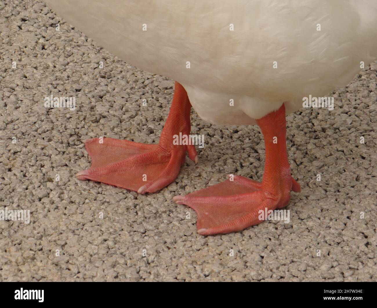 Feet to ground hi-res stock photography and images - Alamy