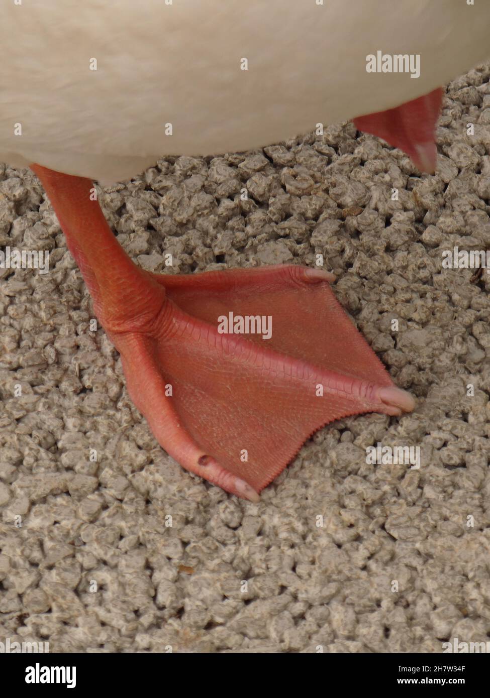 Closeup of the goose's foot detail Stock Photo - Alamy