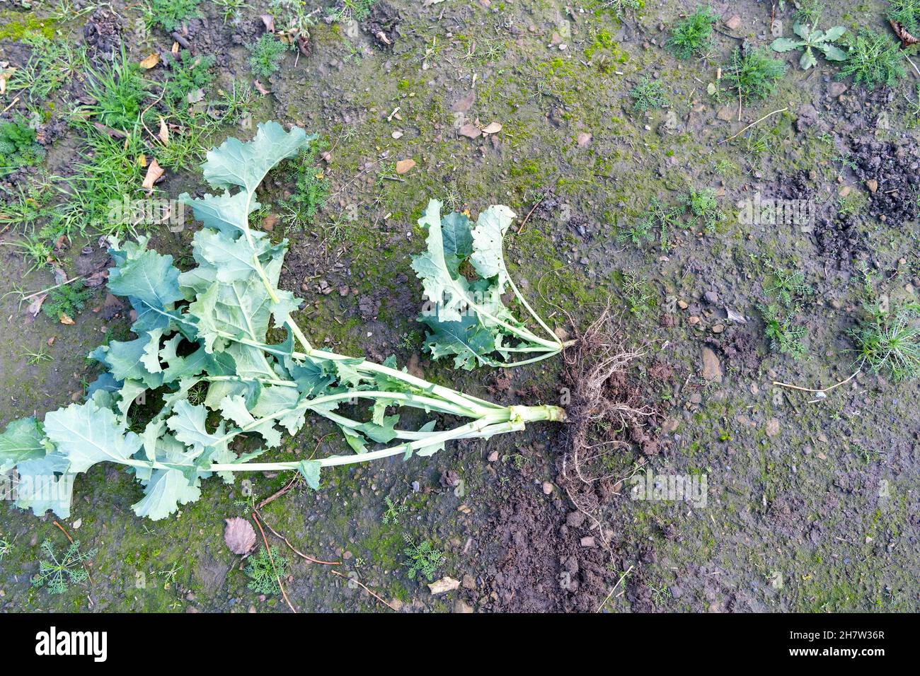 Root and plant of Oilseed rape crop, UK Stock Photo - Alamy