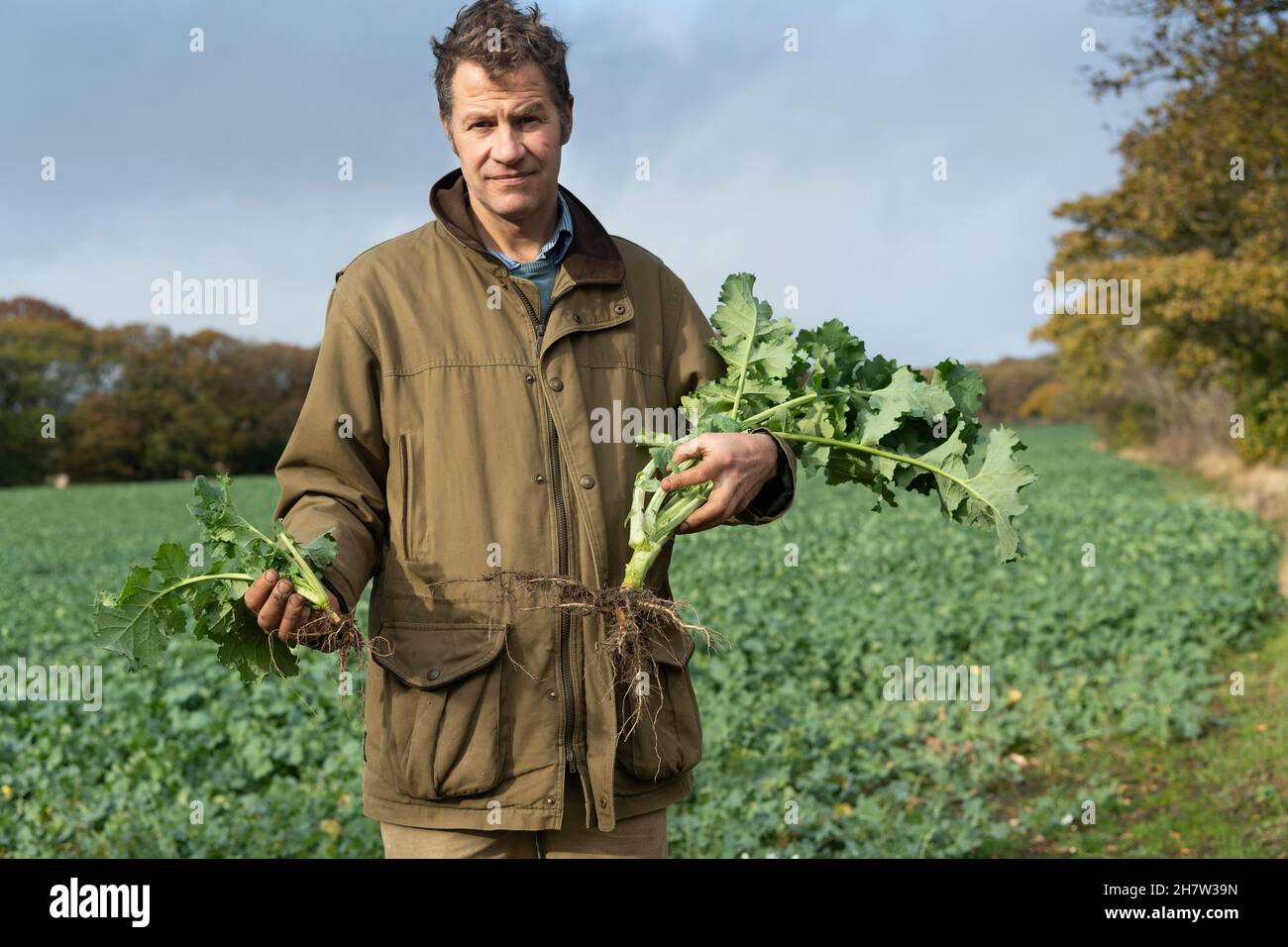 British arable farmer holding Oilseed Rape plant, showing off its root ...
