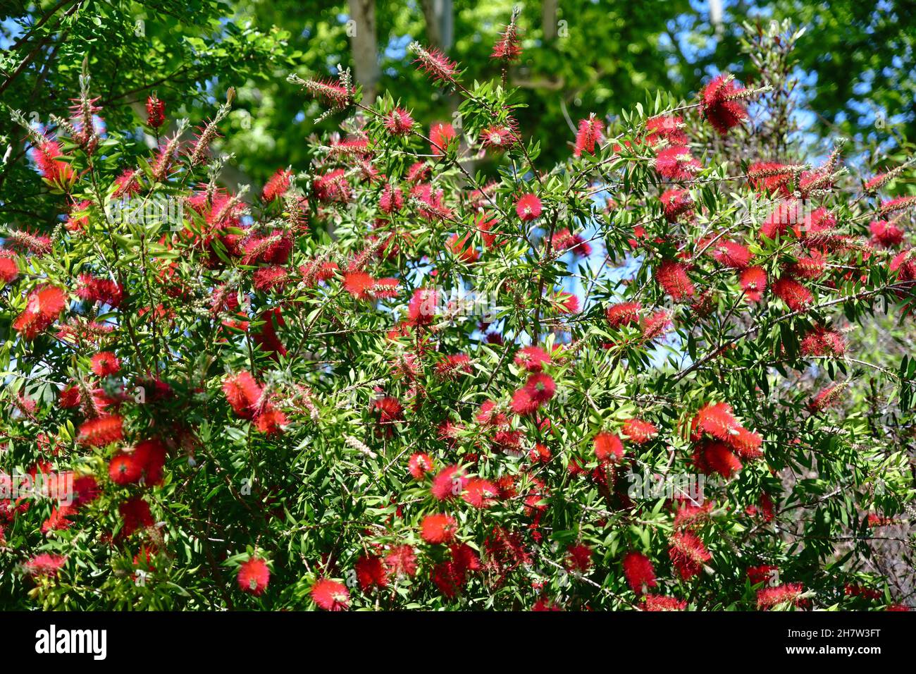 Low angle closeup of beautiful red Callistemon flowers shrubs under ...