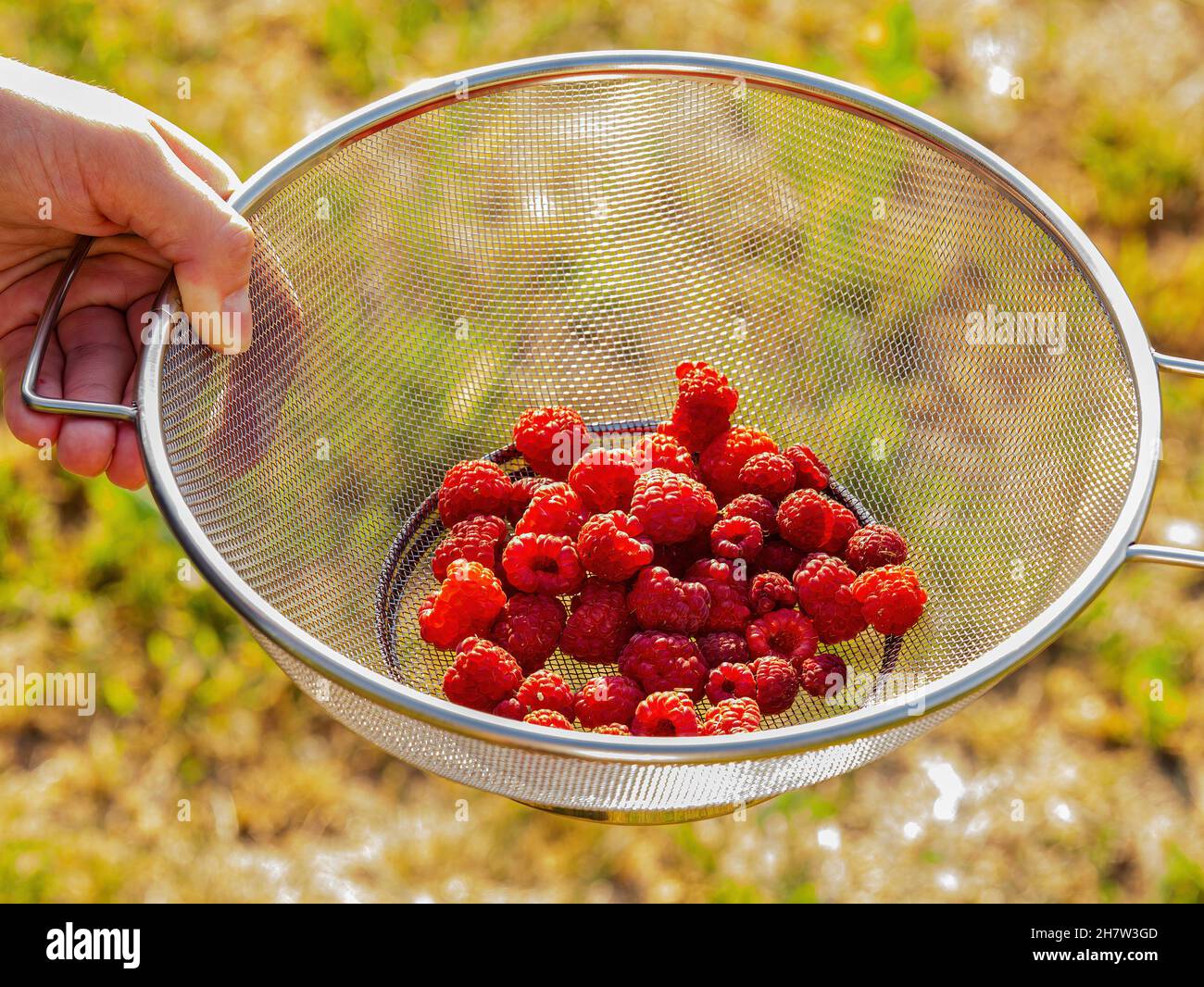 Harvesting red raspberry fruit berries with hands Stock Photo - Alamy