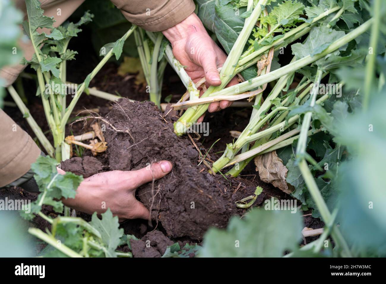 Farmer looking at the roots of his Oilseed rape crop, UK Stock Photo ...