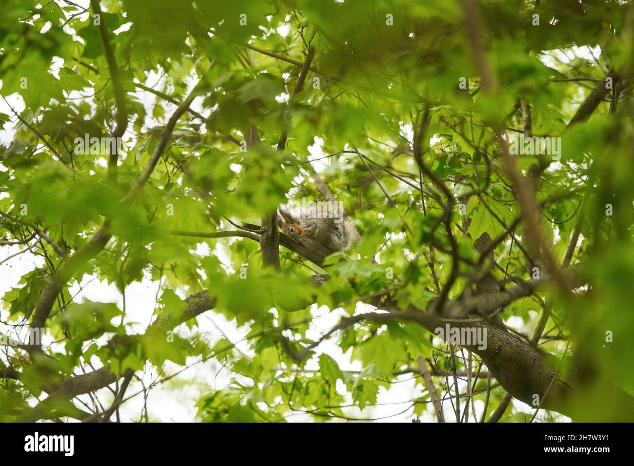 Tired squirrel sleeping down on the branch. Squirrel are having rest ...