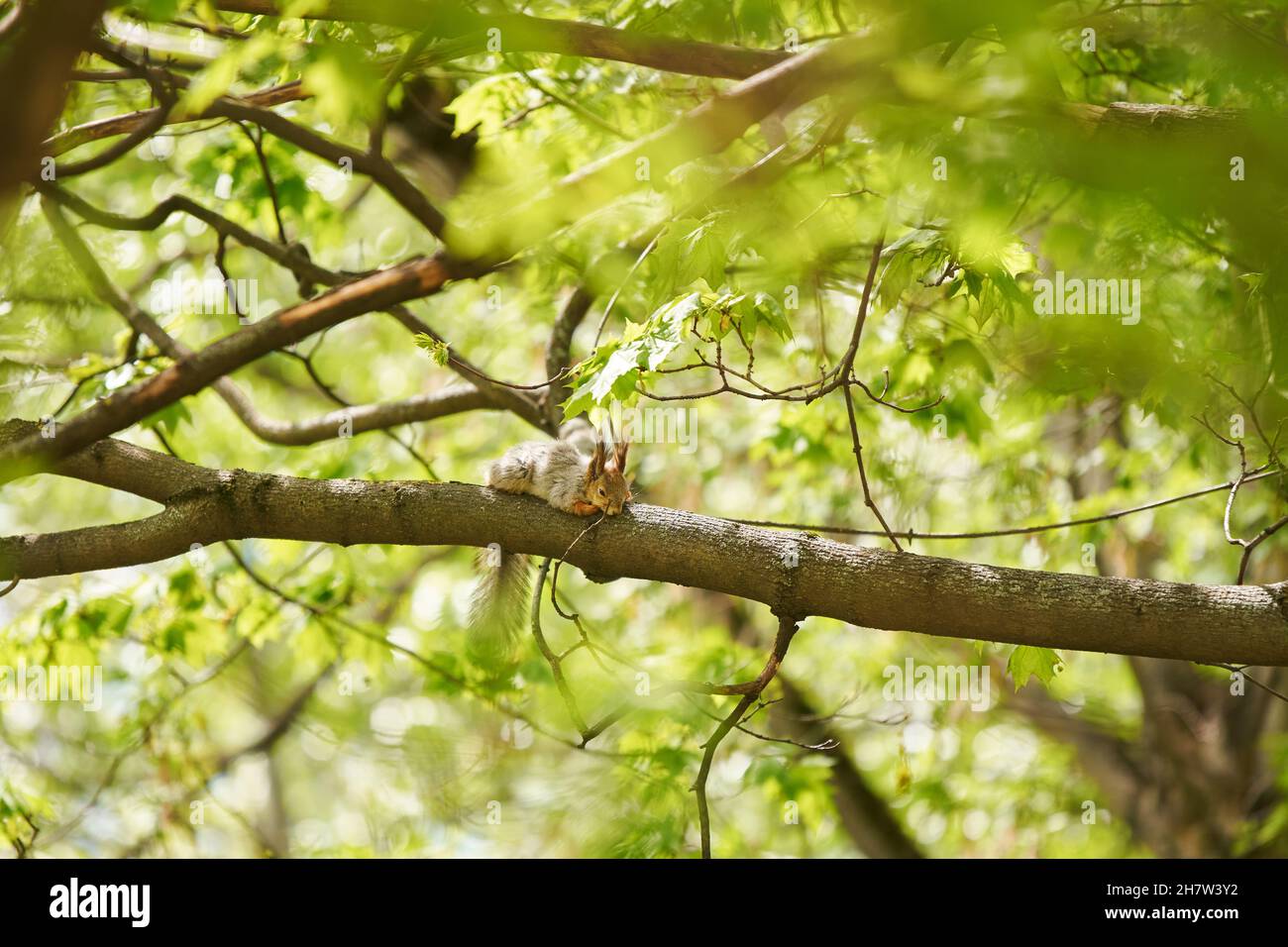 Tired squirrel hi-res stock photography and images - Alamy