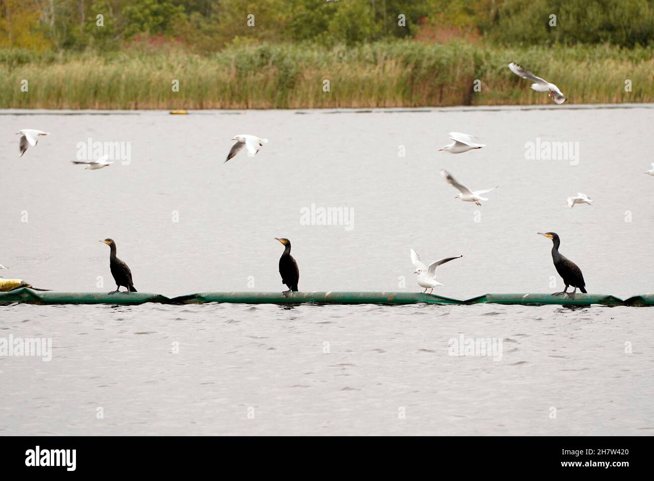 Freshwater wild bird life in natural habitat Stock Photo - Alamy