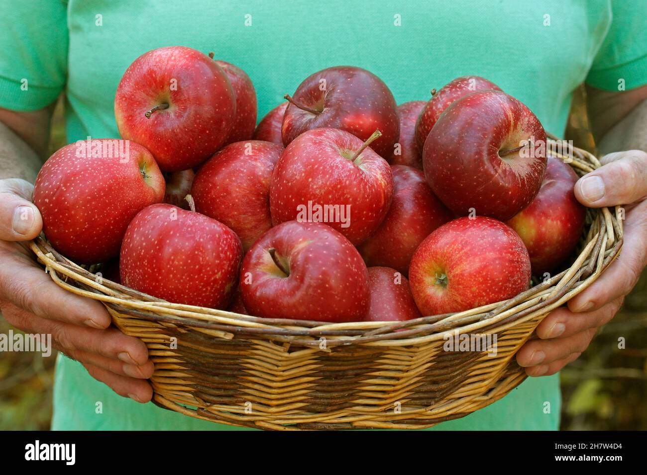Harvesting apples hi-res stock photography and images - Alamy