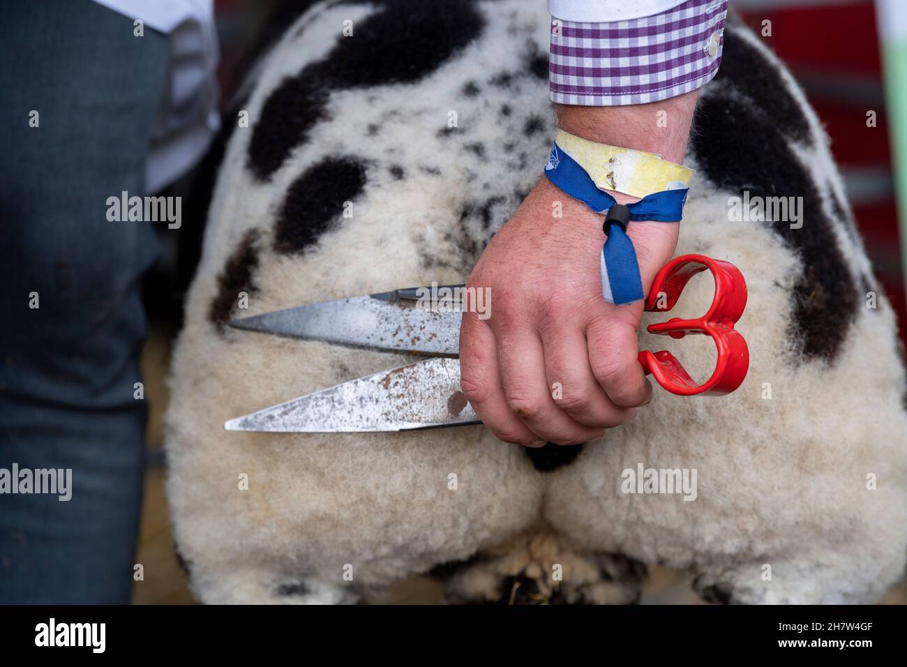Preparing Dutch Spotted sheep to compete at the Great Yorkshire Show ...