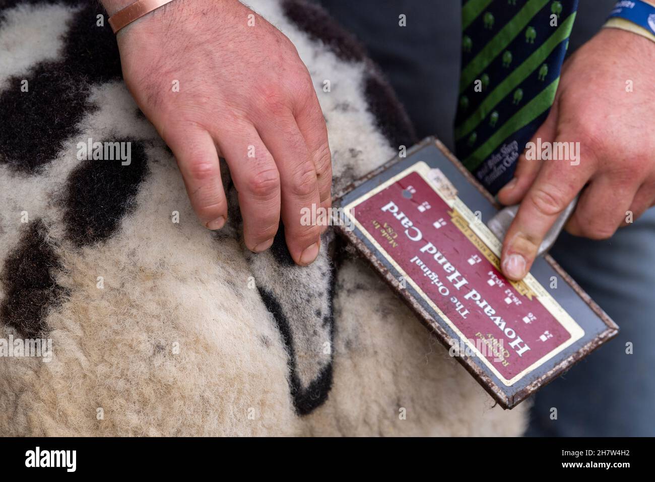 Sheep trim hi-res stock photography and images - Alamy
