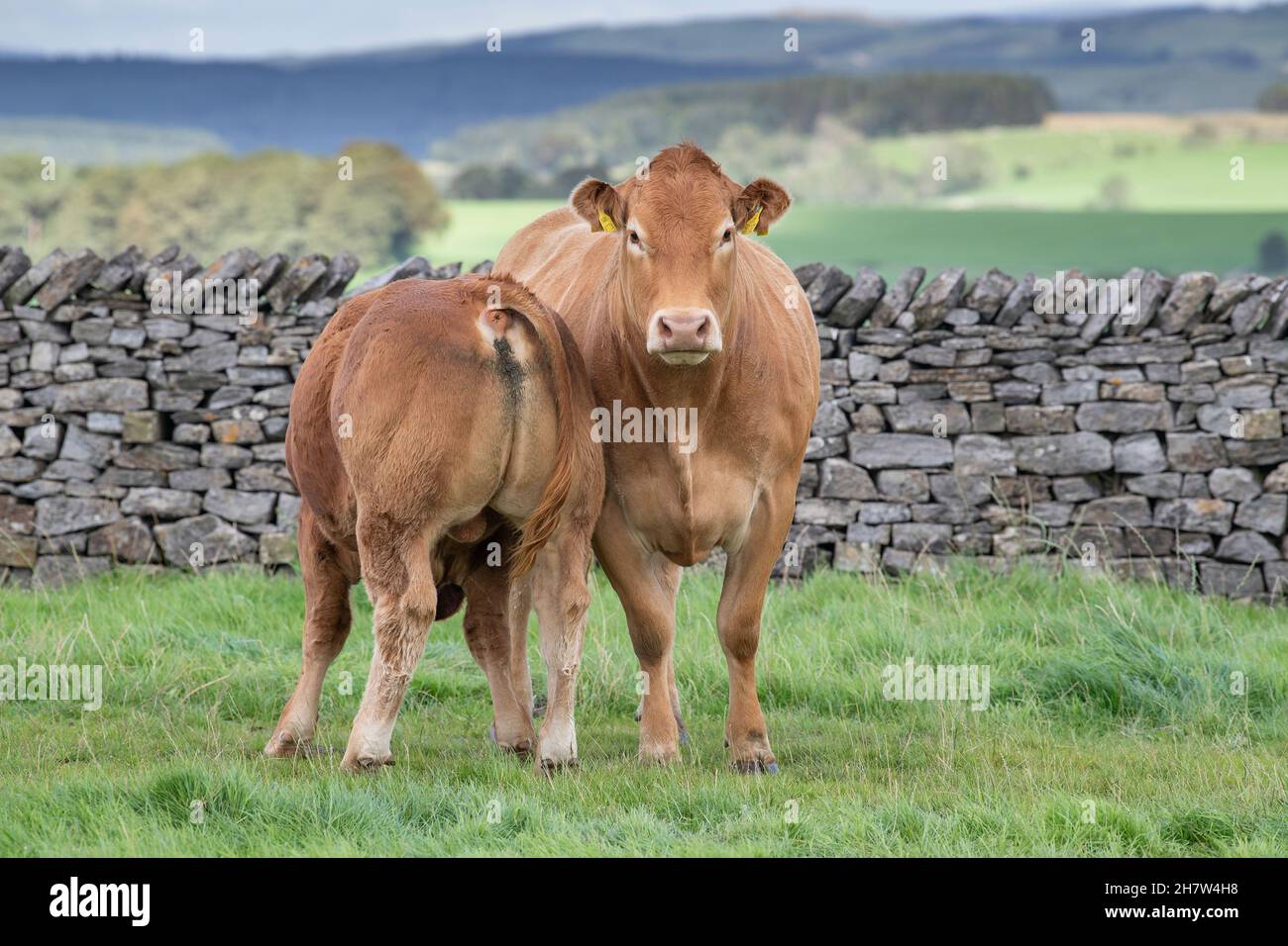 Limousin cow and calf in an upland pasture, Lancashire, UK Stock Photo ...