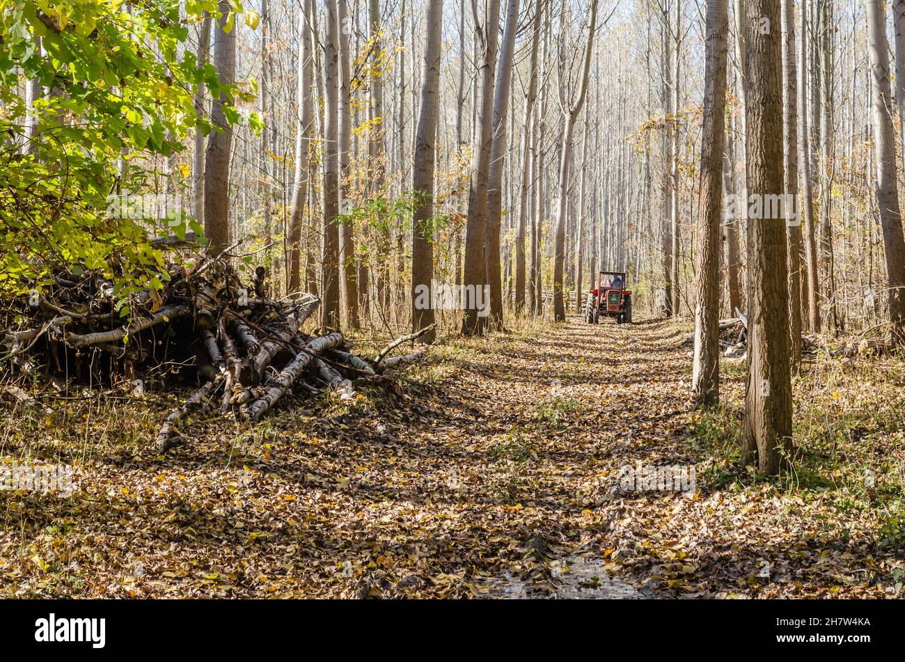 The ambience of the forest in the autumn, by the river Danube Stock ...