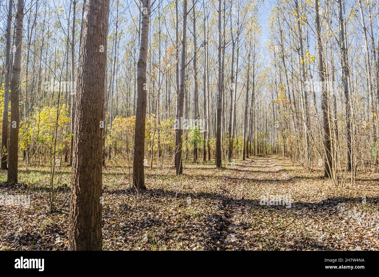 The ambience of the forest in the autumn, by the river Danube Stock ...
