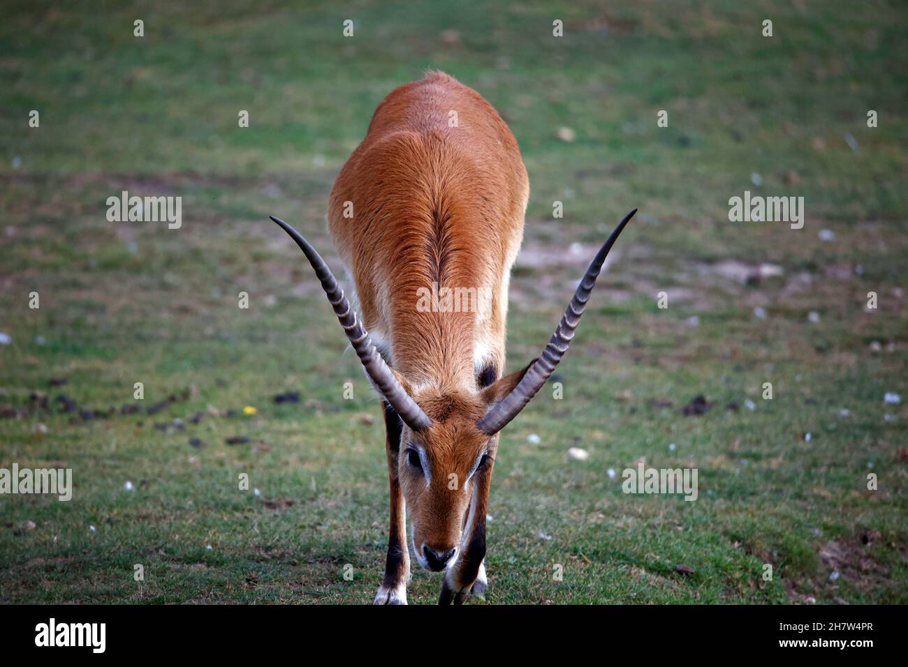 Kafue lechwe grazing hi-res stock photography and images - Alamy