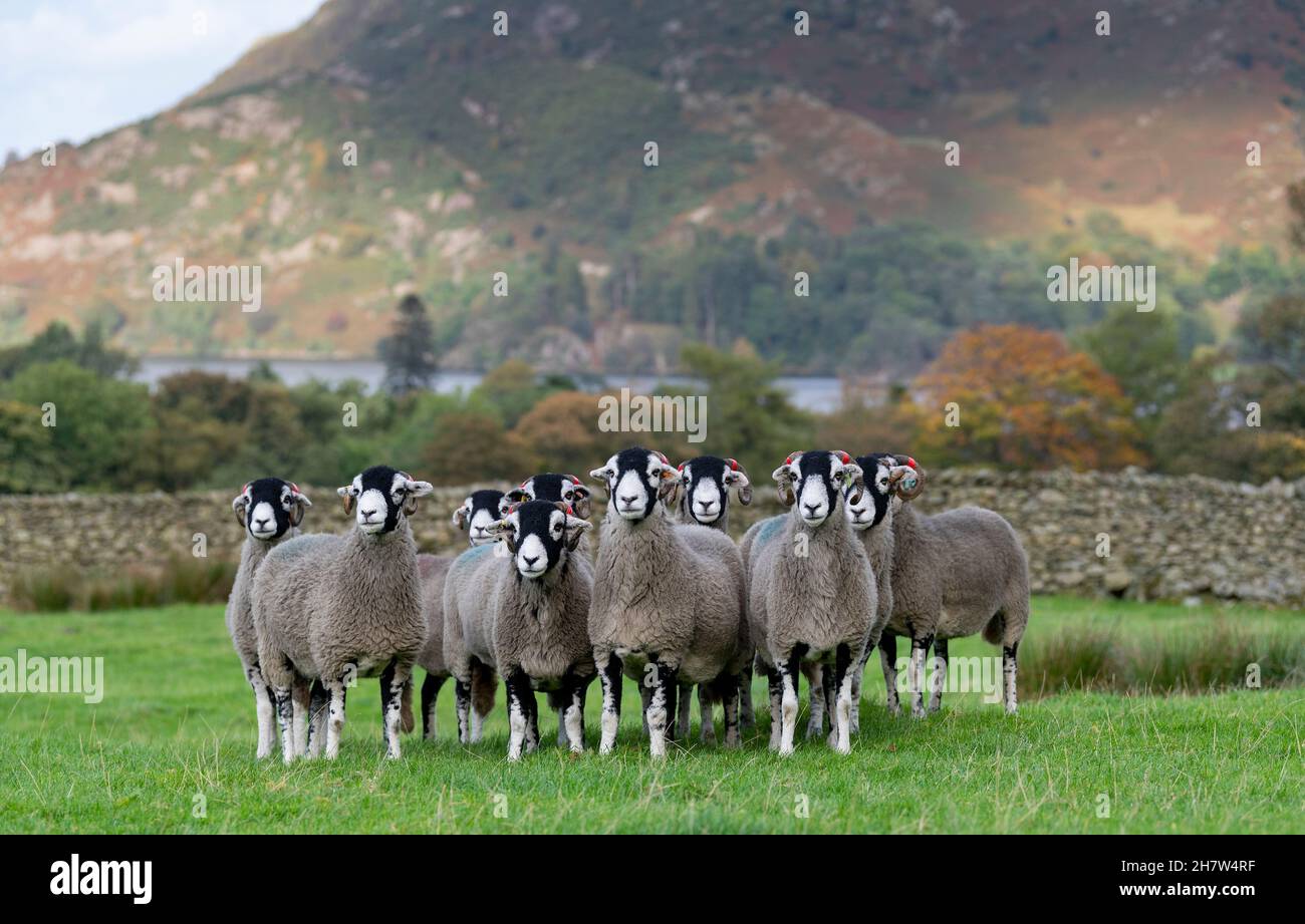 Swaledale ewes, a hardy upland breed, in the English Lake District ...