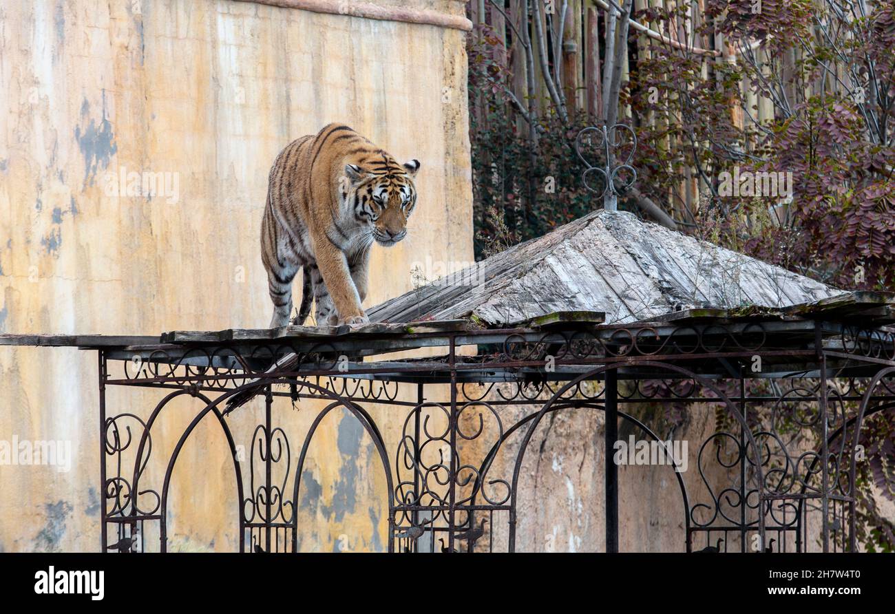 Tiger india temple hi-res stock photography and images - Alamy