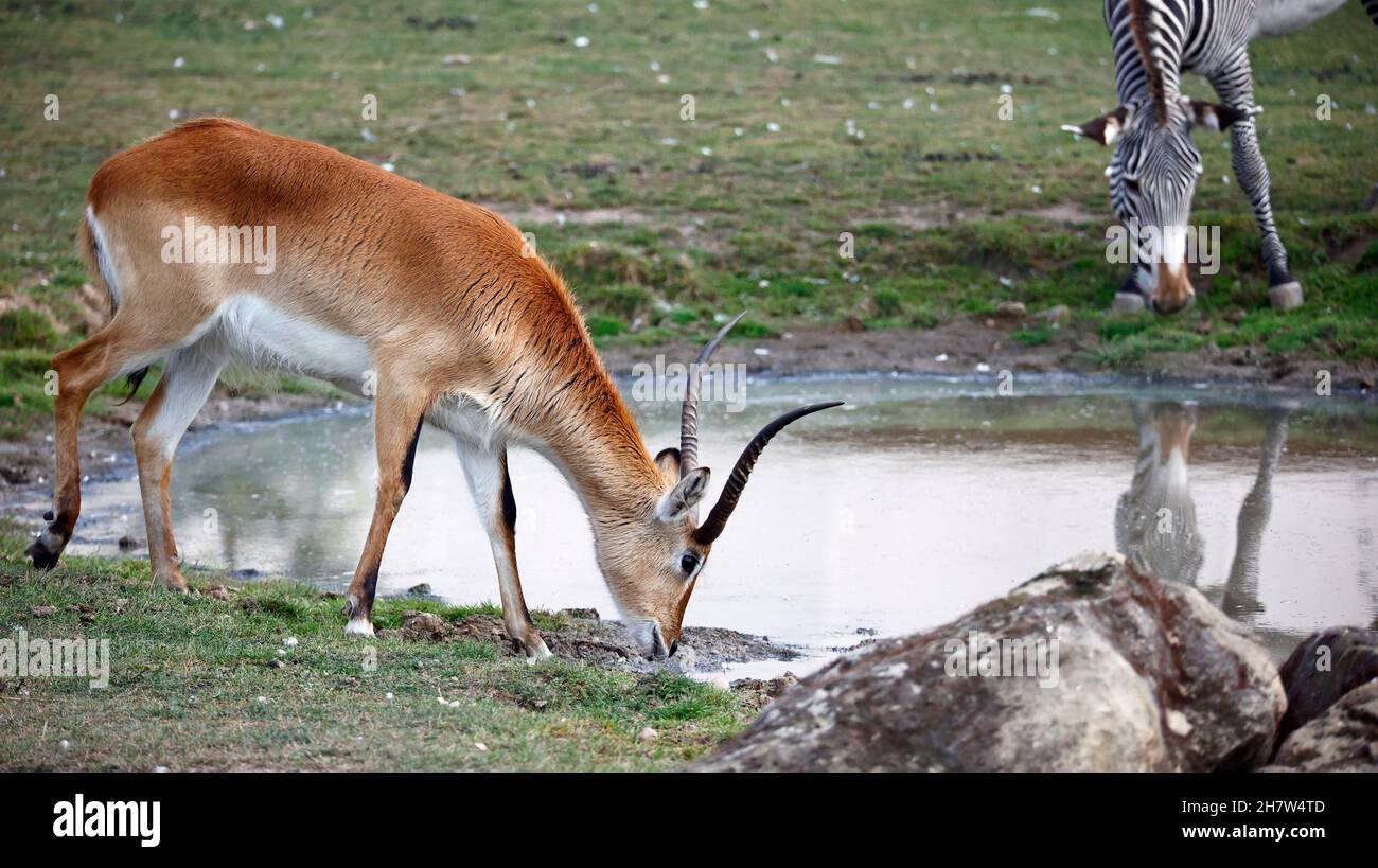 Kafue lechwe hi-res stock photography and images - Alamy