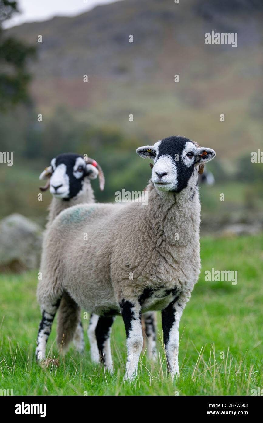 Swaledale ewes, a hardy upland breed, in the English Lake District ...