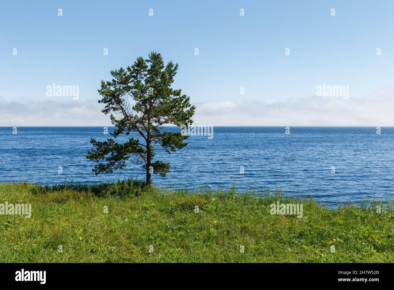 Summer landscape lonely pine hi-res stock photography and images - Alamy