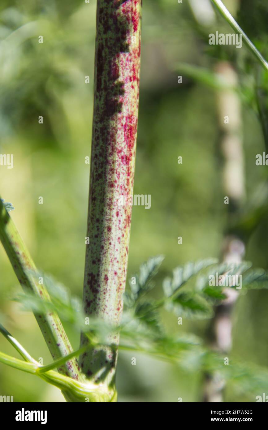 close up characteristic red spots of hemlock trunk Stock Photo - Alamy