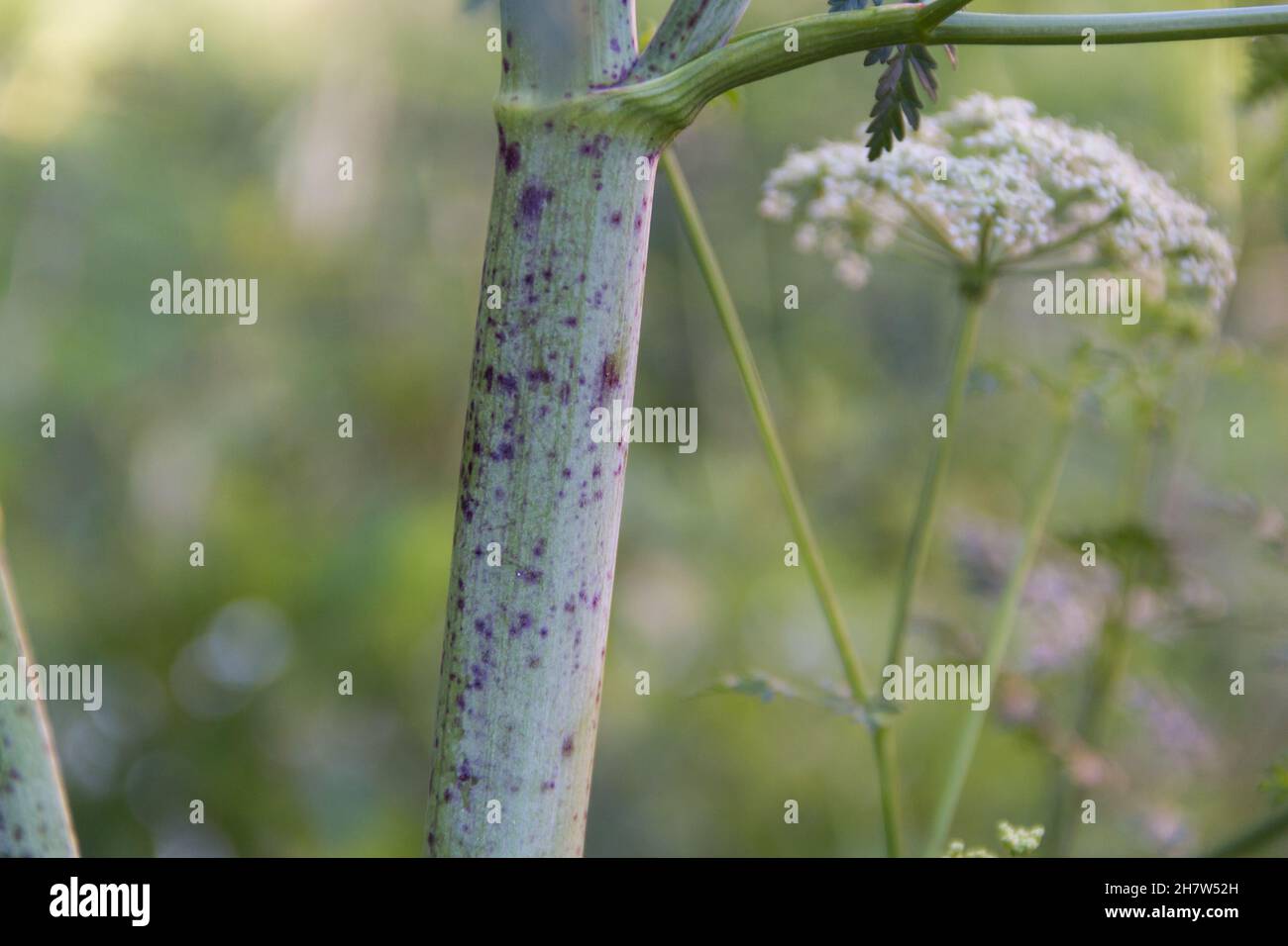 close up characteristic red spots of hemlock trunk Stock Photo - Alamy