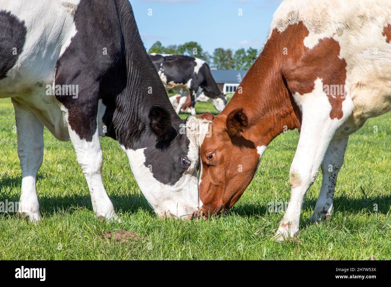 Heads of cows hi-res stock photography and images - Alamy