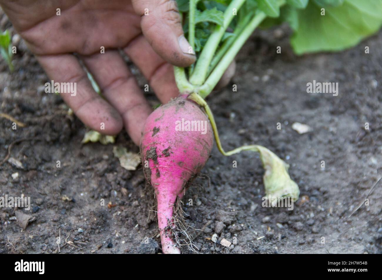 human hand picking up the little radish from the garden Stock Photo - Alamy