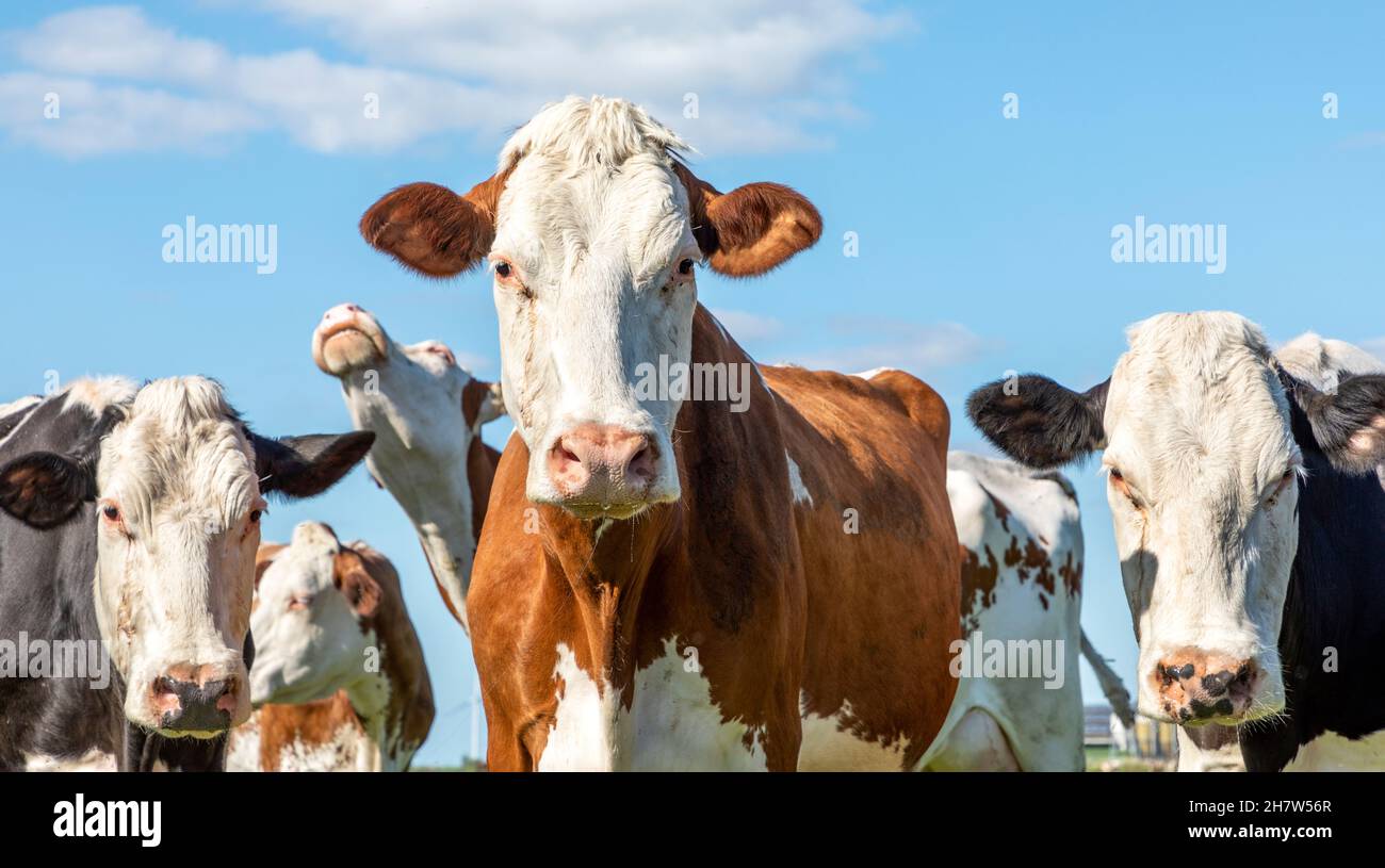 Cows face faces hi-res stock photography and images - Alamy