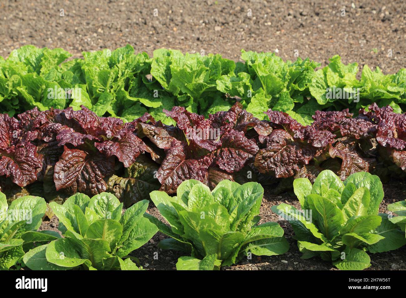 Rows of lettuce in vegetable garden, Walmer, Kent, England, United ...