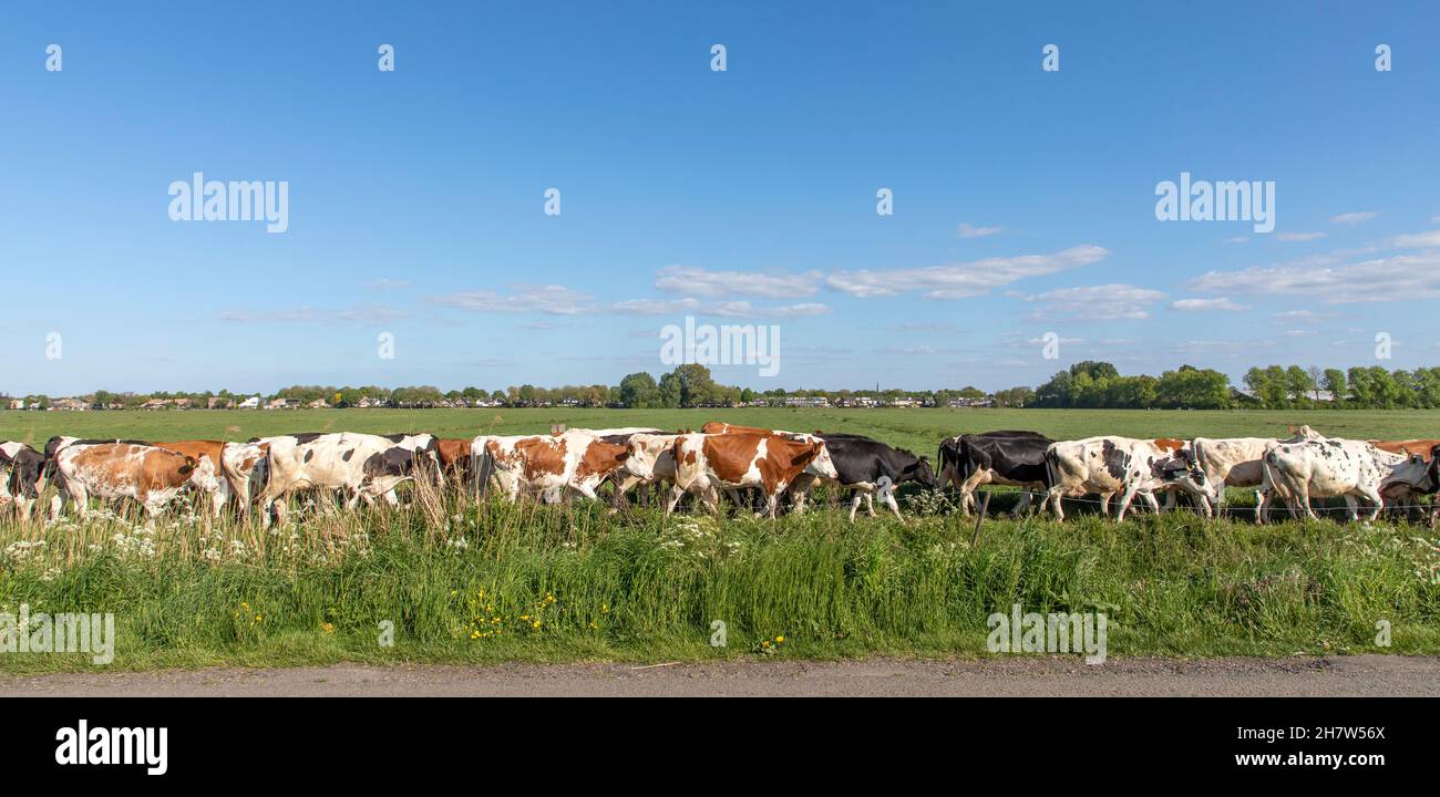 Row line one single grass hi-res stock photography and images - Alamy