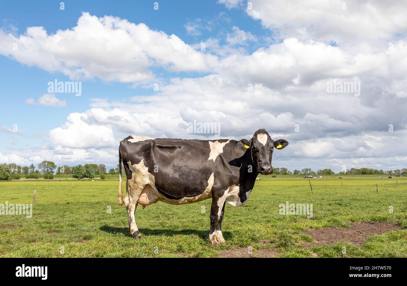 Black ans white cow, friesian holstein, in the Netherlands, standing on ...