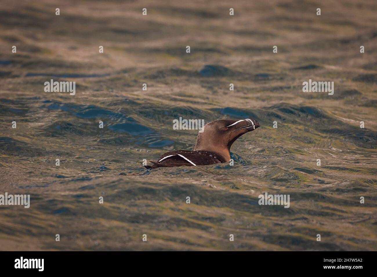 RUNDE, NORWAY - 2020 JUNE 19. Razorbill (Alca torda) swimming alone ...