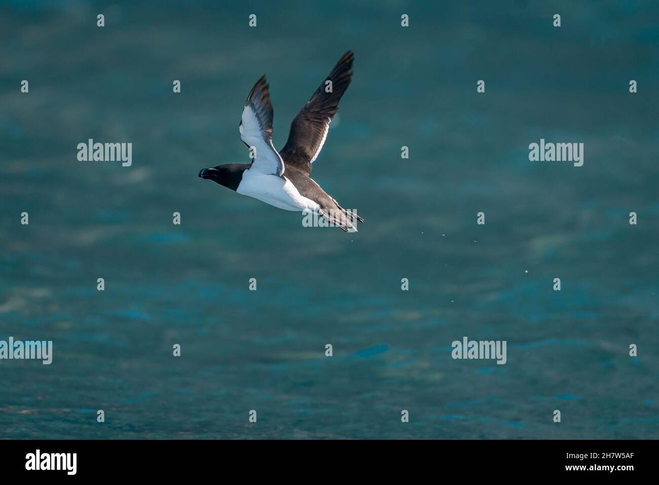 RUNDE, NORWAY - 2020 JUNE 19. Razorbill (Alca torda) in flight at bird ...