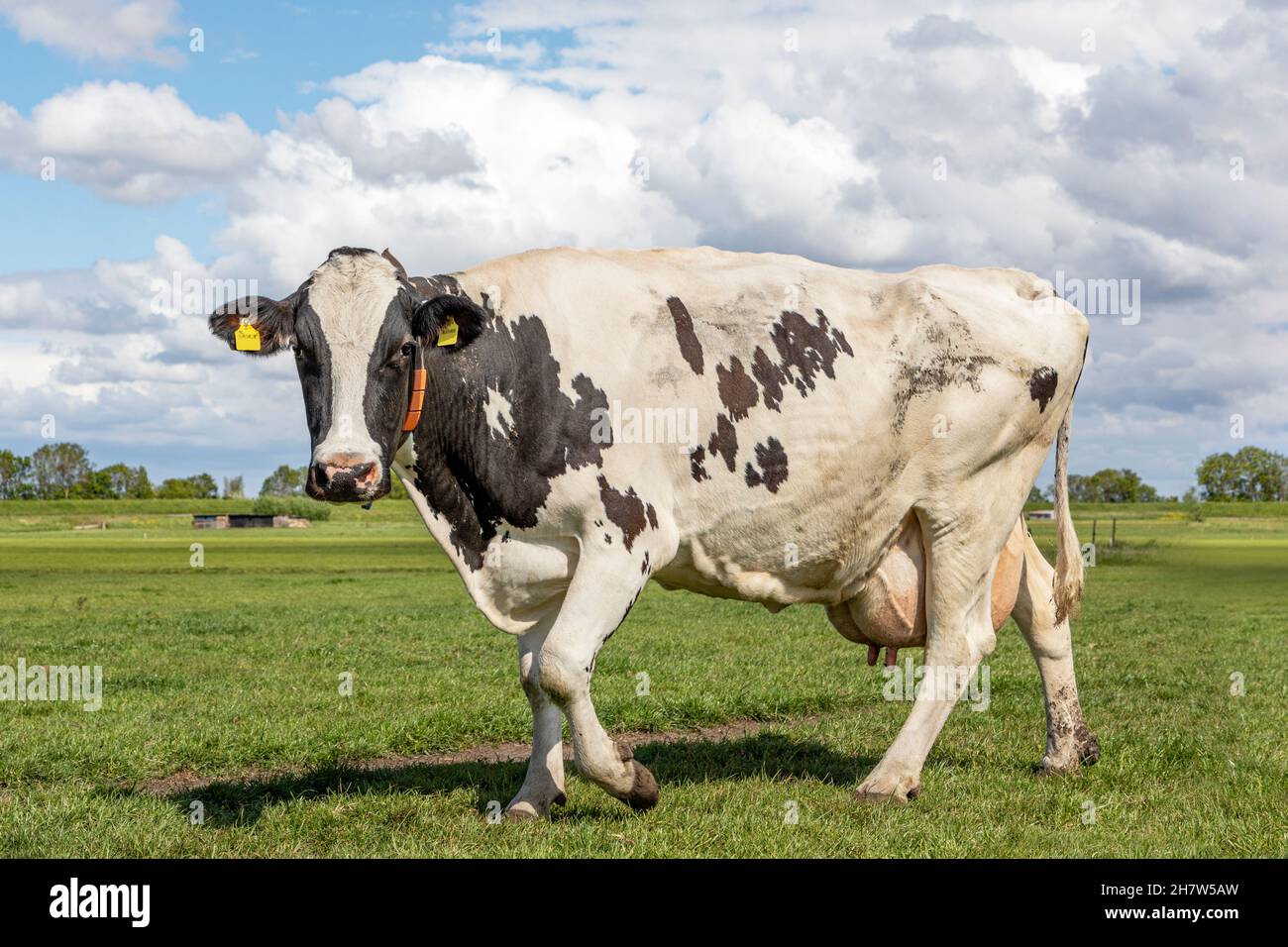 One black and white cow, friesian holstein, walking towards in a ...